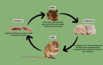 Do Mice Eat Insects? Discover Their Surprising Diet! - Its MAM